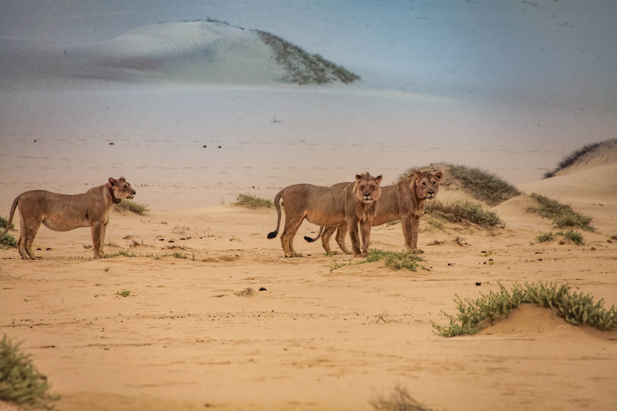 An Empty Coast - Tony Park International Author