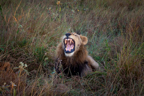 Tony Park author of Fiction and Non-Fiction books of Africa